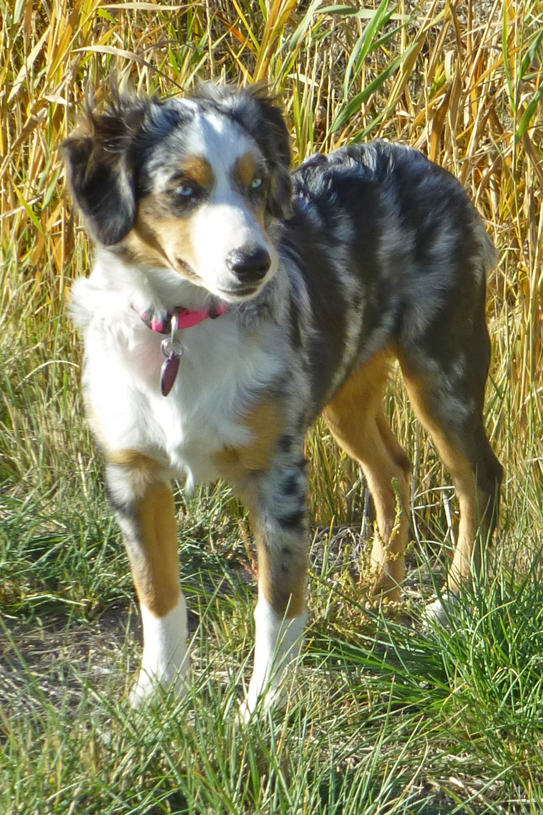 Hale’s Lyric Left Side | Mini Aussies in Colorado