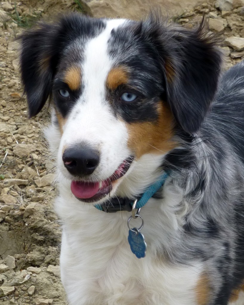 Available Puppies | Mini Aussies in Colorado