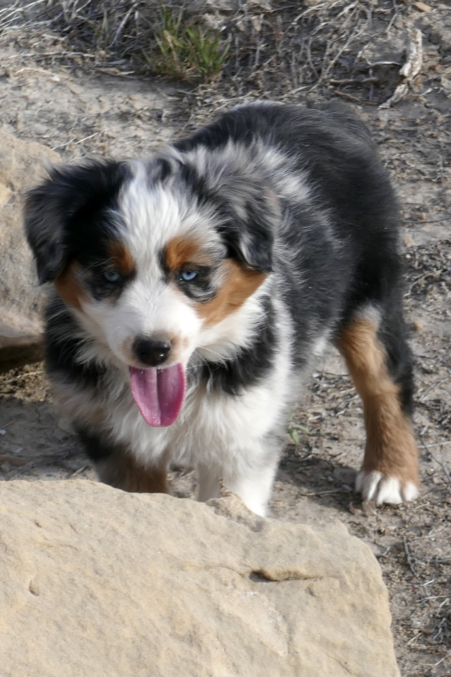 P1020116 | Mini Aussies in Colorado