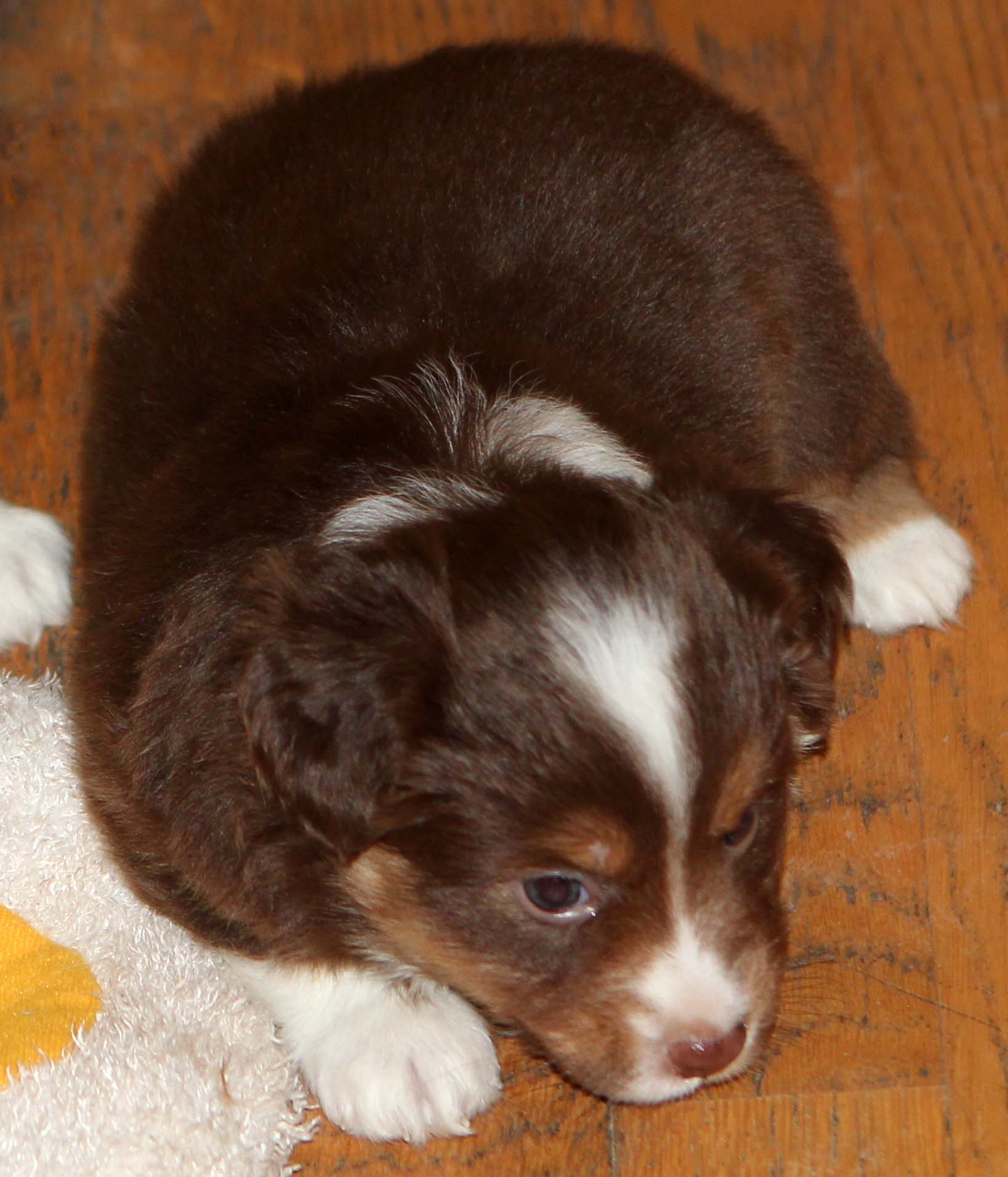 Available Puppies | Mini Aussies in Colorado