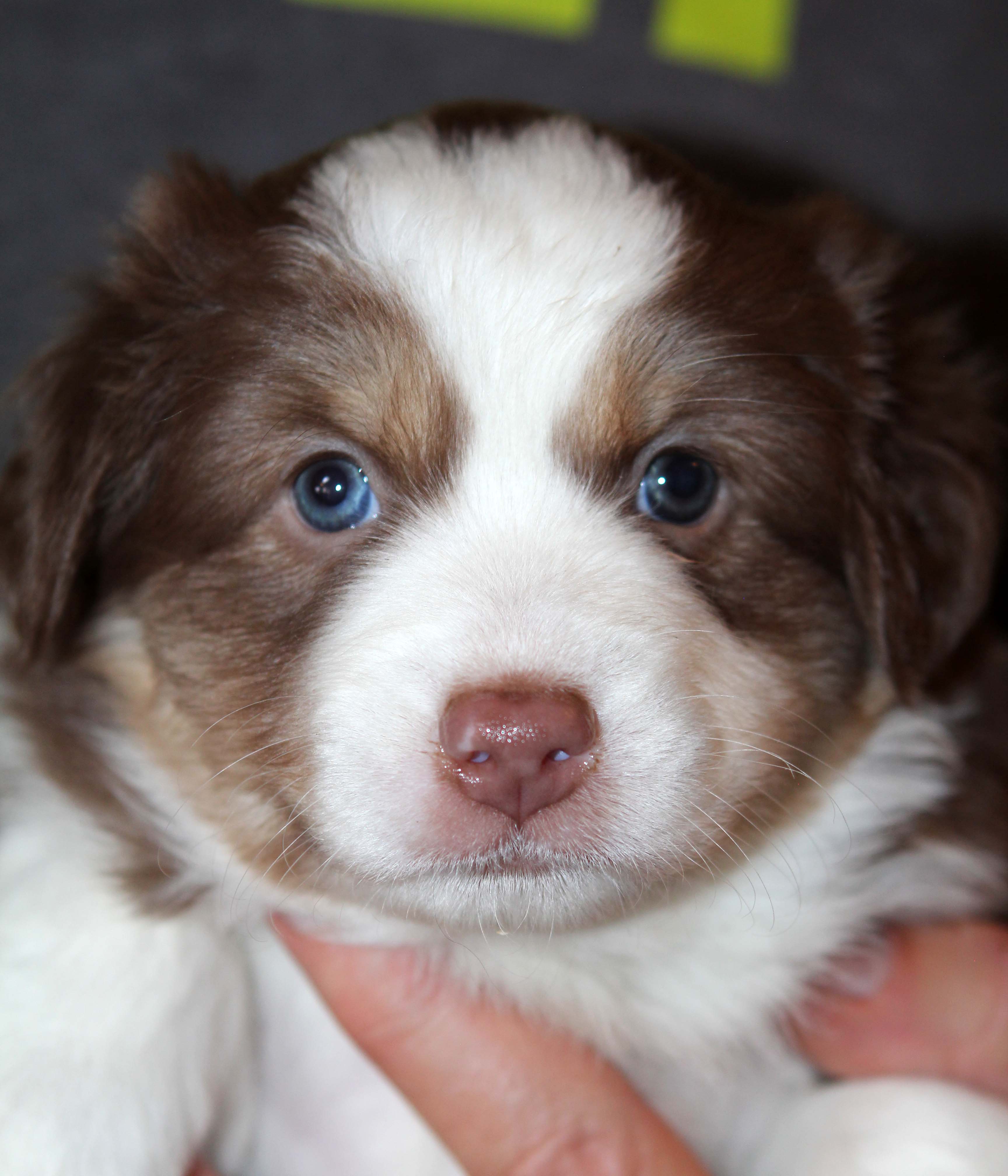 Available Puppies | Mini Aussies in Colorado