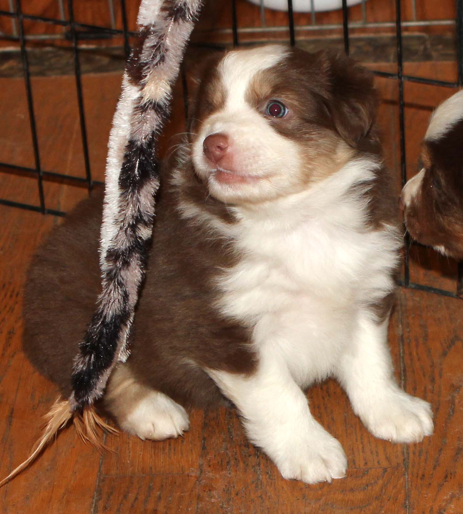 Available Puppies | Mini Aussies in Colorado