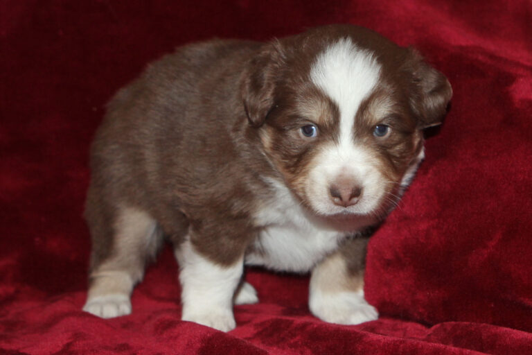 Available Puppies | Mini Aussies in Colorado