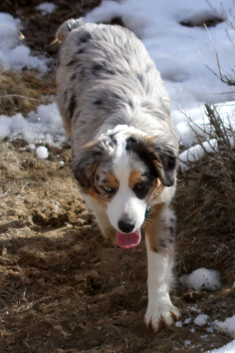 Available Puppies | Mini Aussies in Colorado
