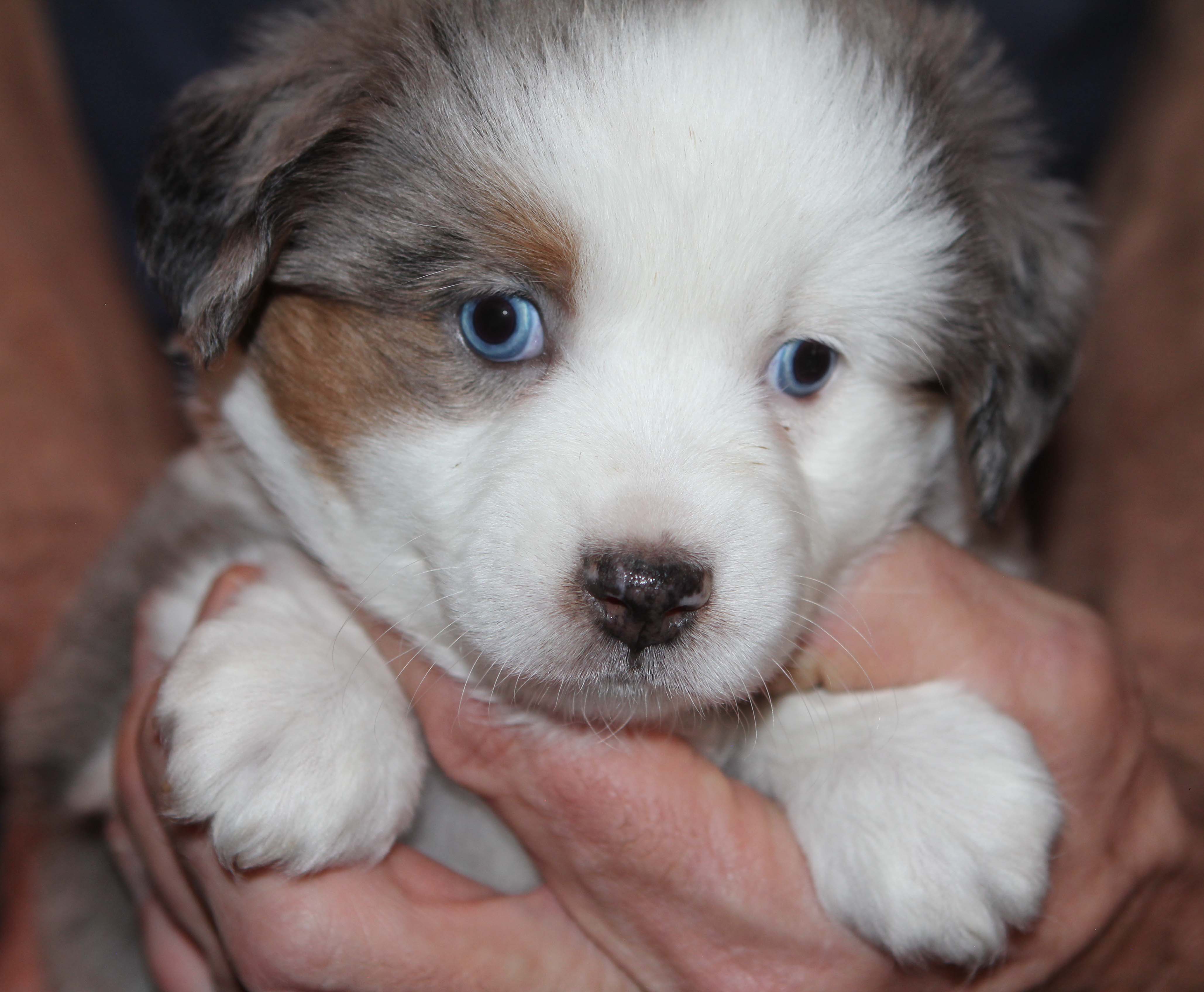 Available Puppies | Mini Aussies in Colorado