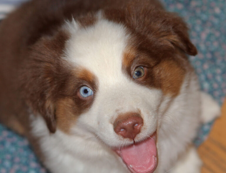 Available Puppies | Mini Aussies in Colorado
