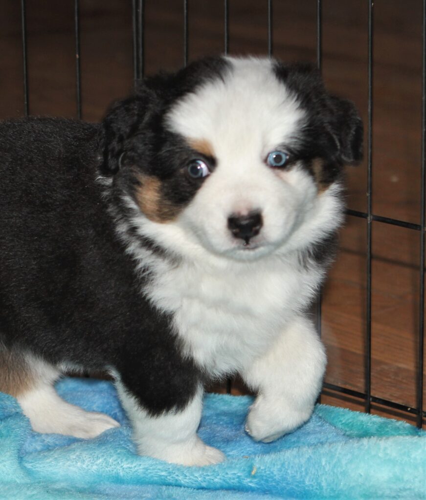 Available Puppies | Mini Aussies in Colorado