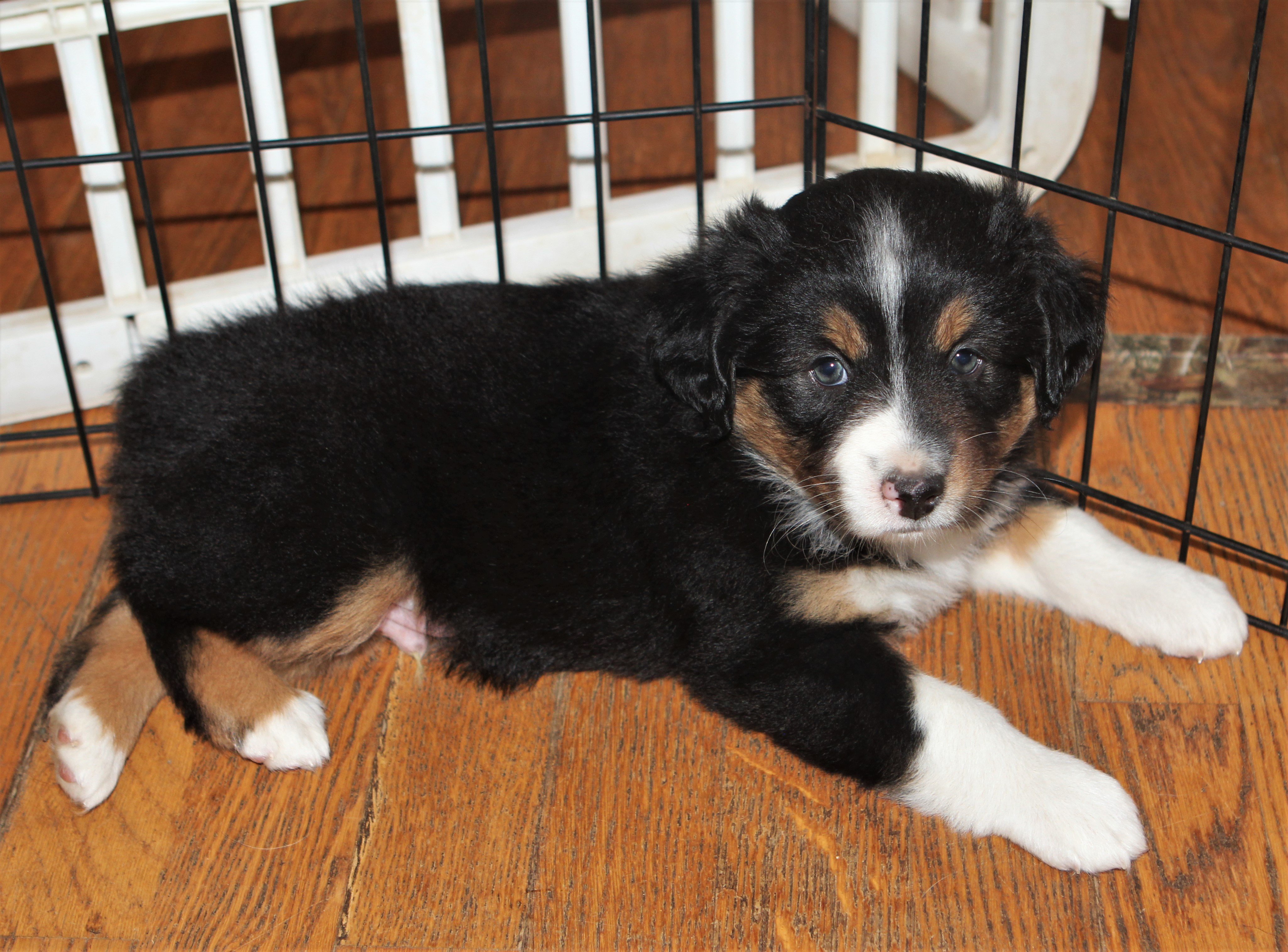 Available Puppies | Mini Aussies in Colorado