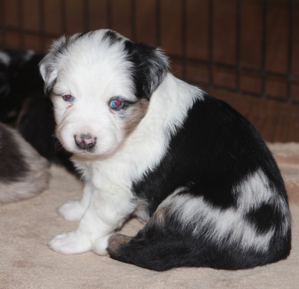 Available Puppies | Mini Aussies in Colorado