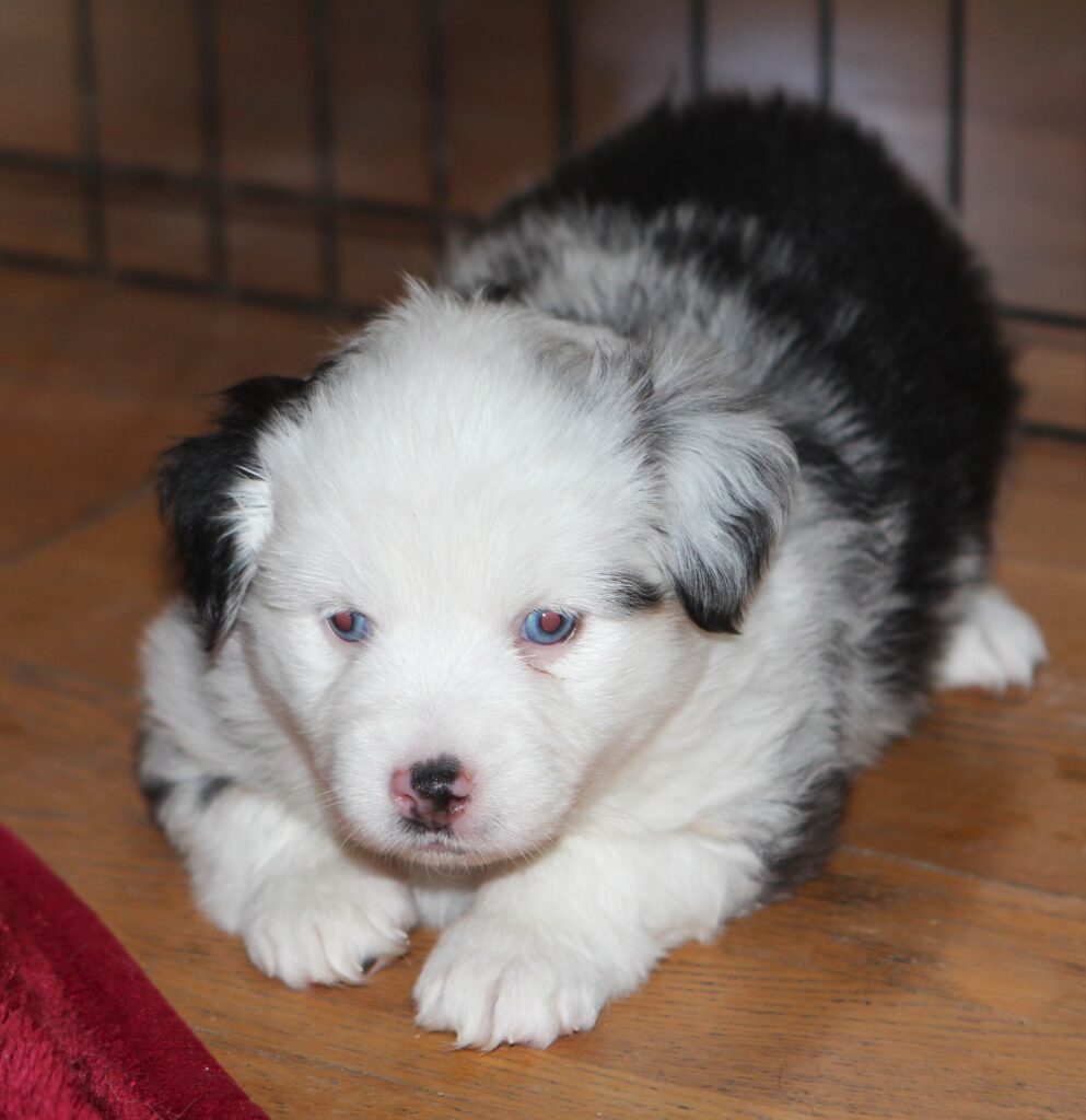 Available Puppies | Mini Aussies in Colorado