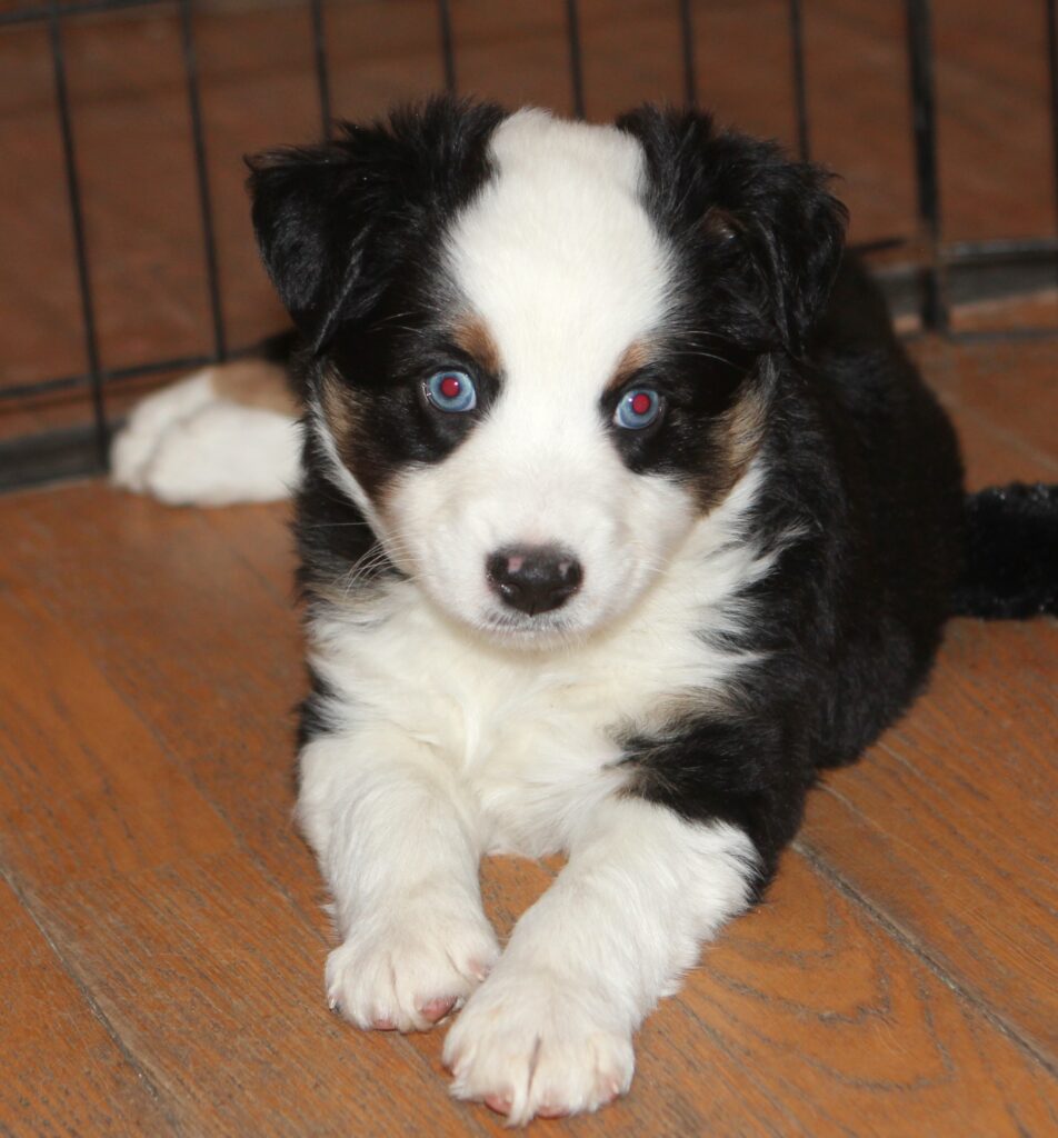 Available Puppies | Mini Aussies in Colorado
