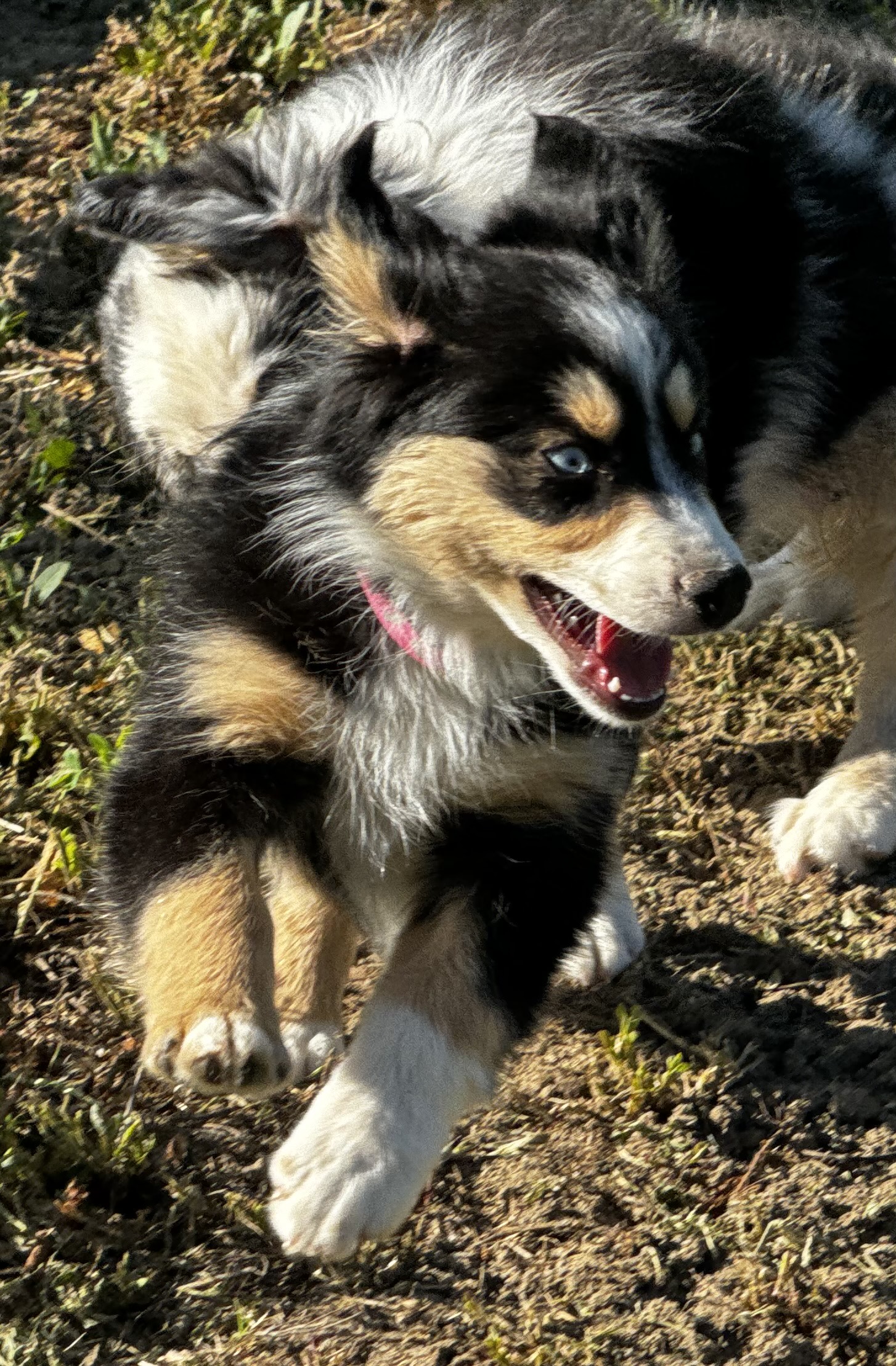 Available Puppies | Mini Aussies in Colorado
