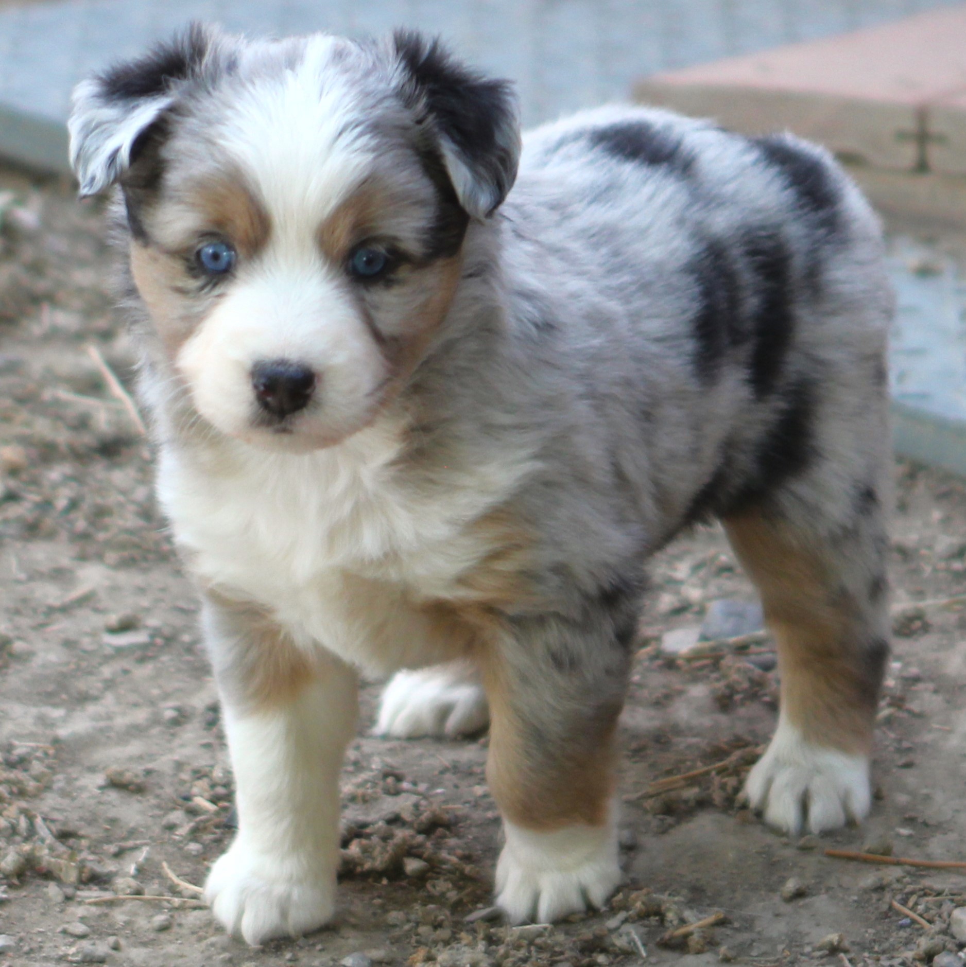 Available Puppies | Mini Aussies in Colorado