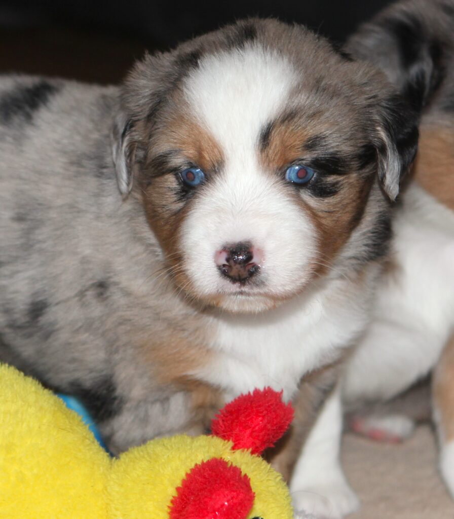 Available Puppies | Mini Aussies in Colorado