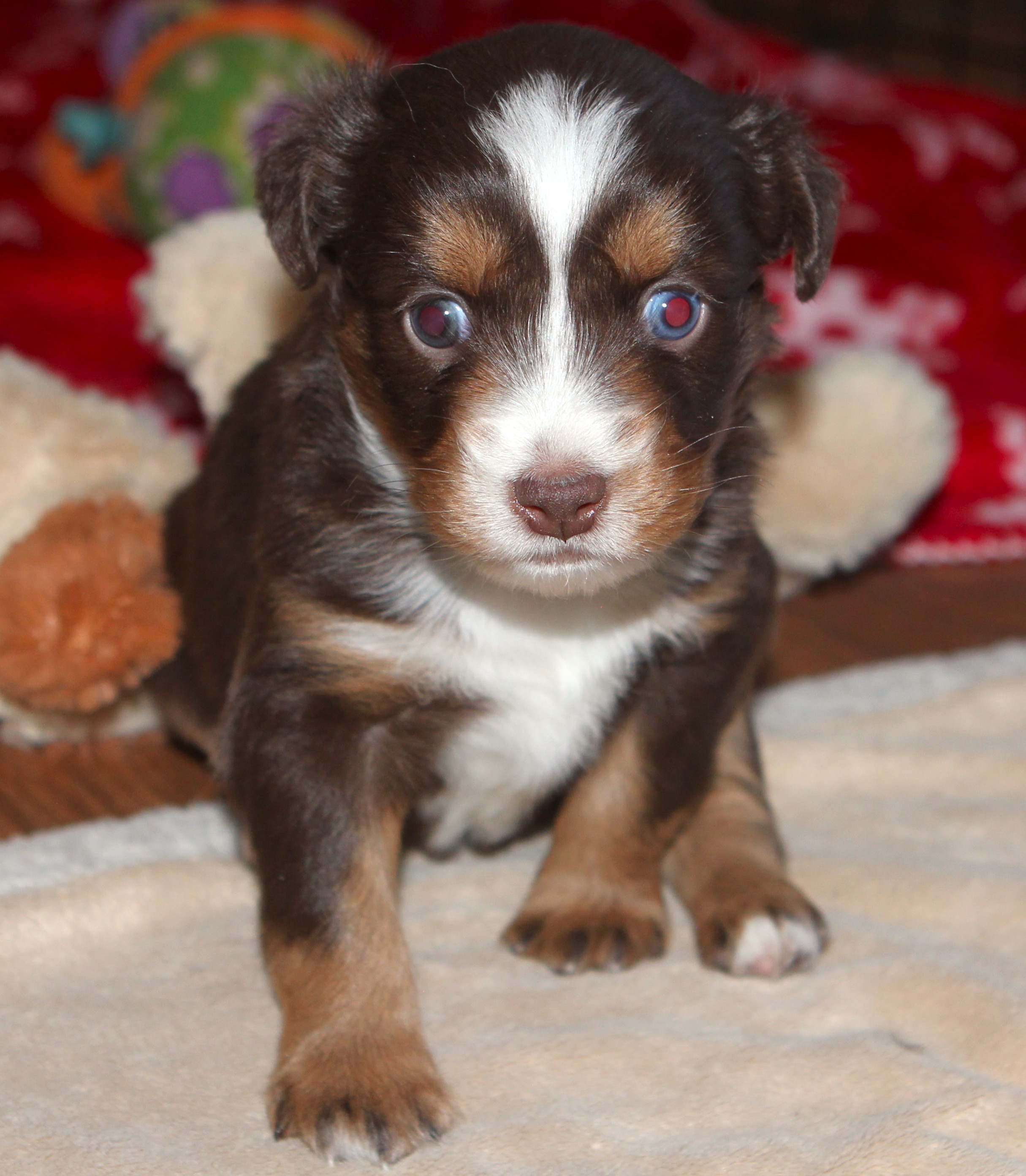 Available Puppies | Mini Aussies in Colorado