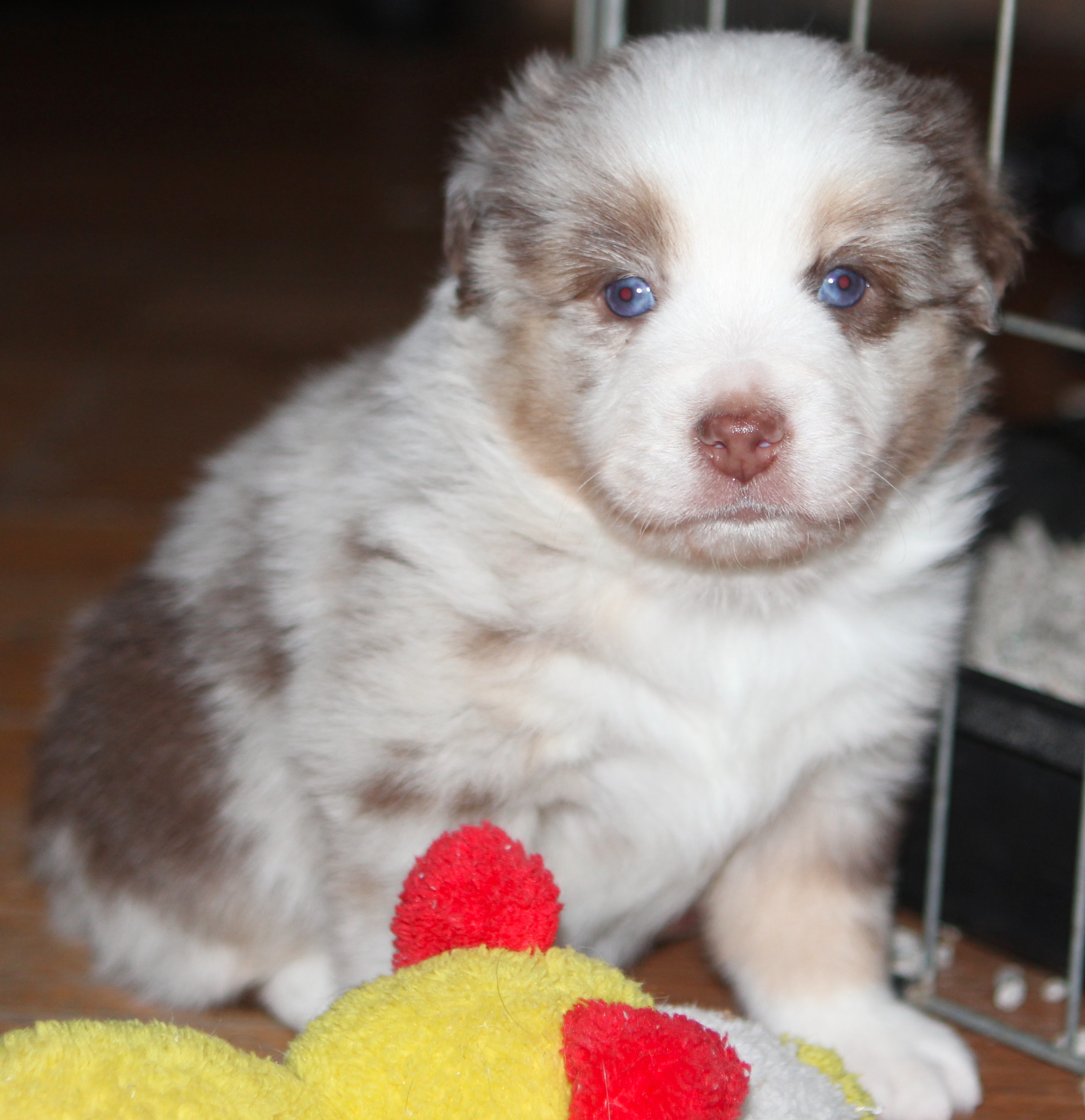 Available Puppies | Mini Aussies in Colorado