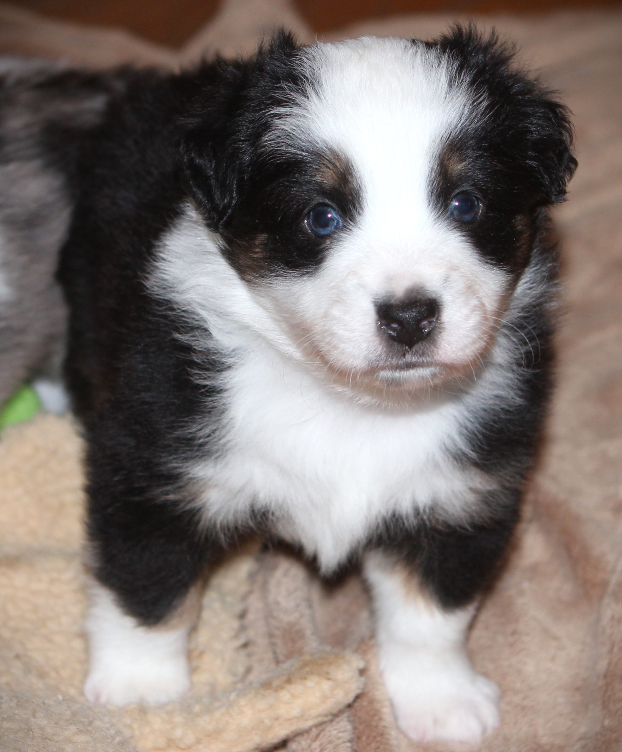 Available Puppies | Mini Aussies in Colorado