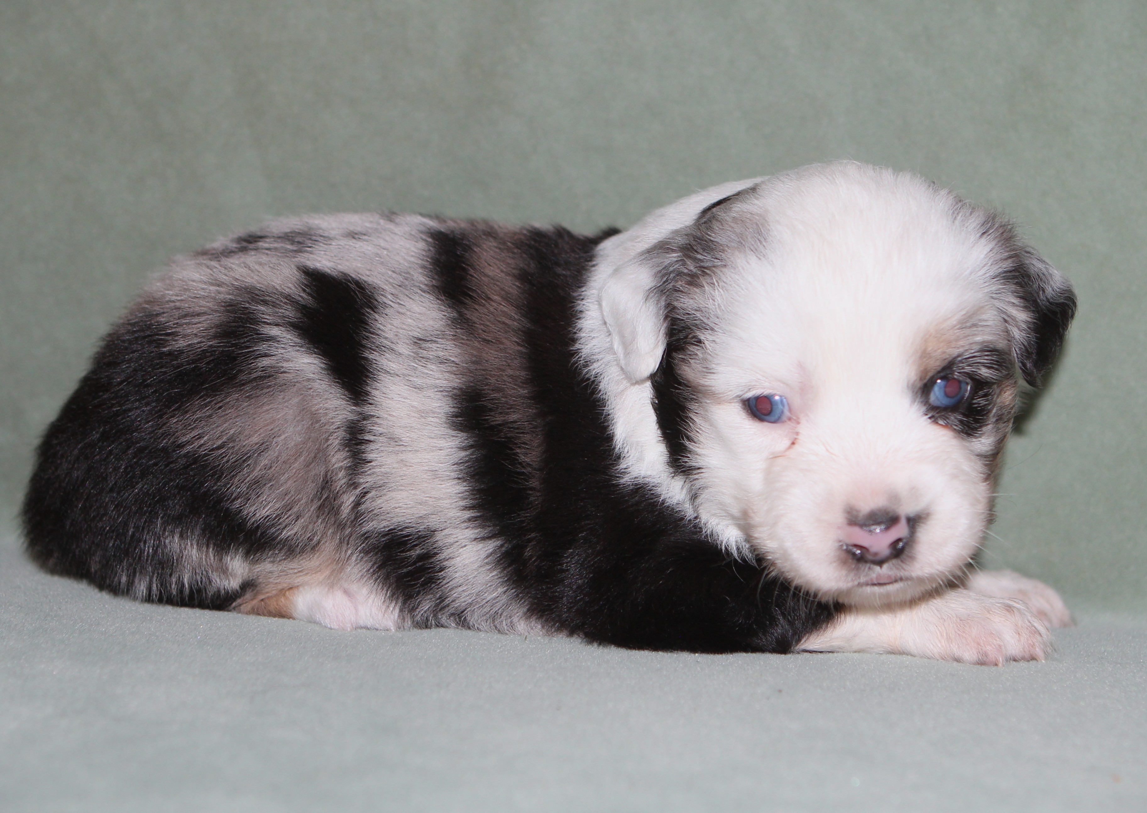 Available Puppies | Mini Aussies in Colorado