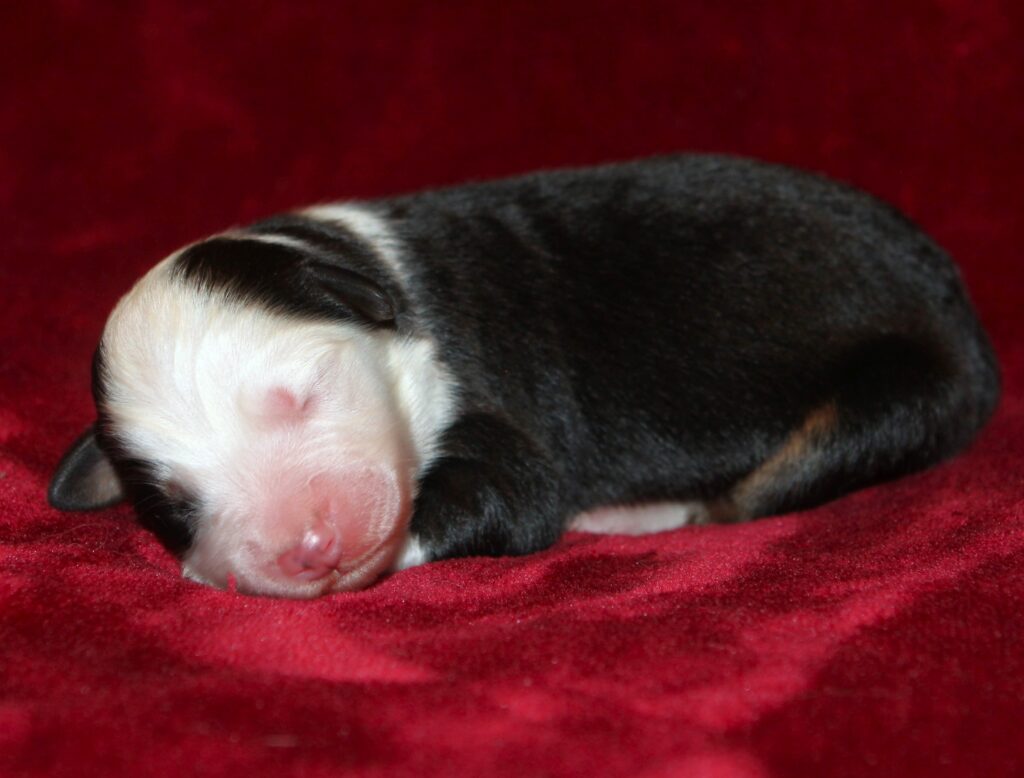 Available Puppies | Mini Aussies in Colorado