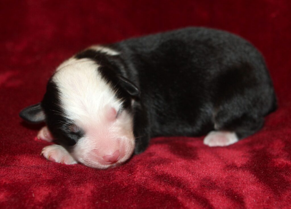 Available Puppies | Mini Aussies in Colorado